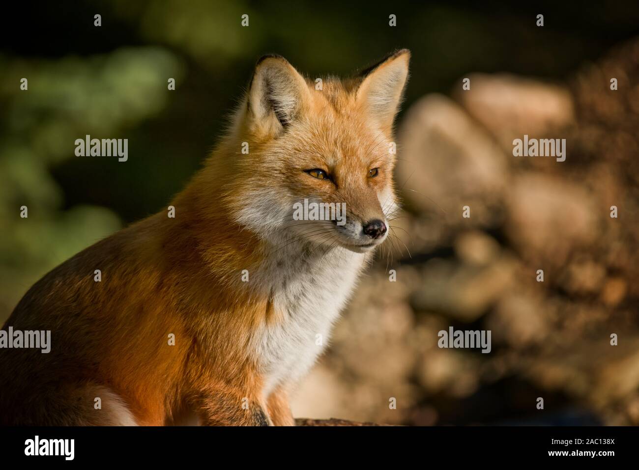 Red Fox portrait Stock Photo - Alamy
