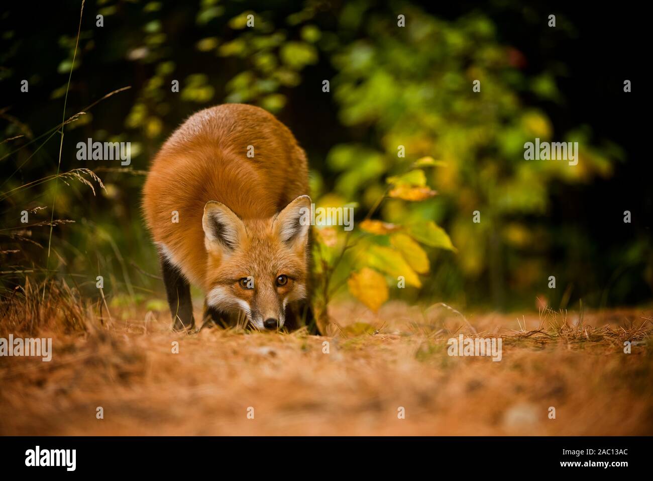 Red Fox sniffing the ground Stock Photo - Alamy