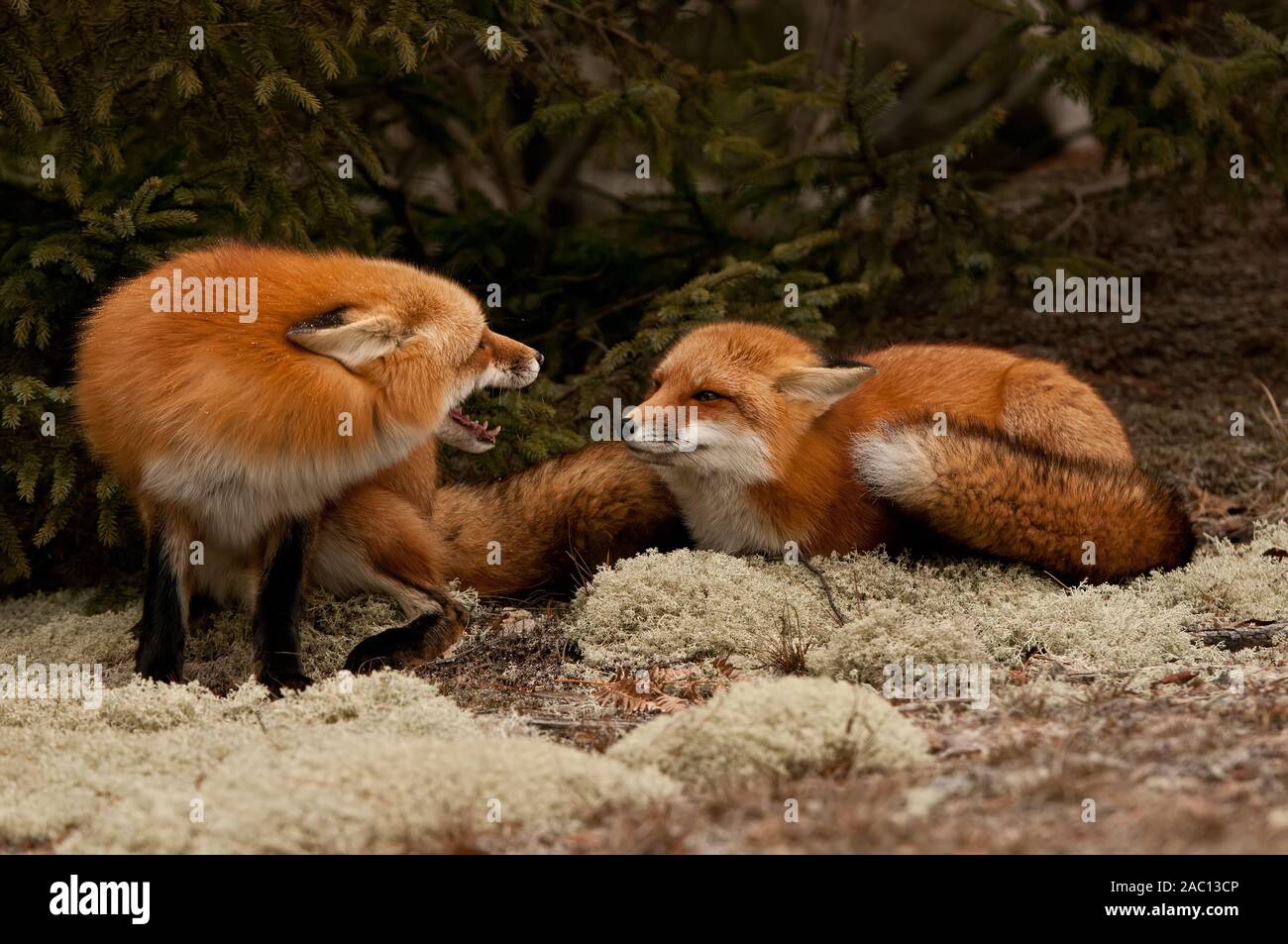 Two Red Foxes, one showing it's teeth to the other Stock Photo - Alamy
