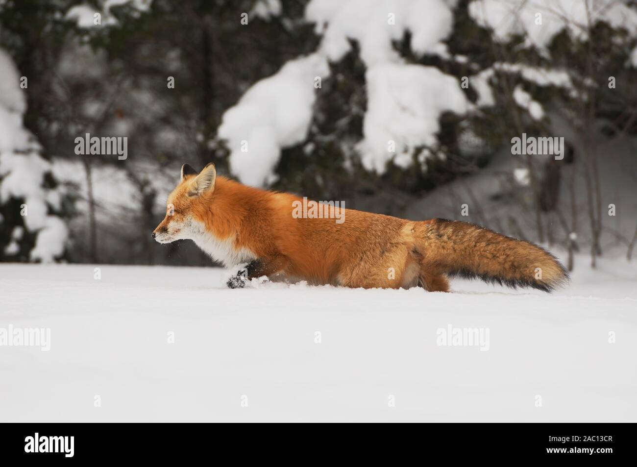 Red Fox in snow Stock Photo - Alamy