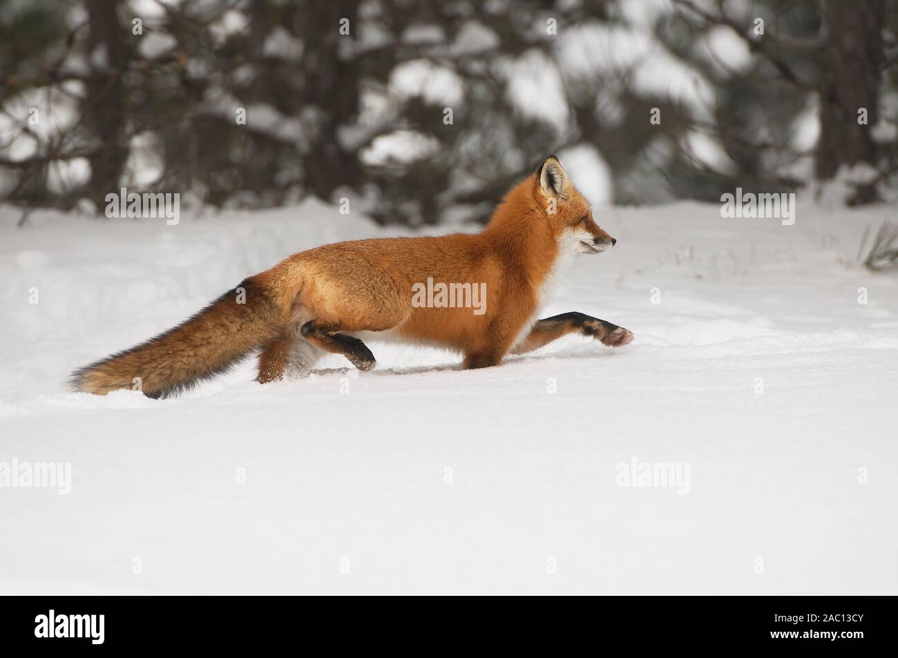 Red Fox in snow Stock Photo - Alamy