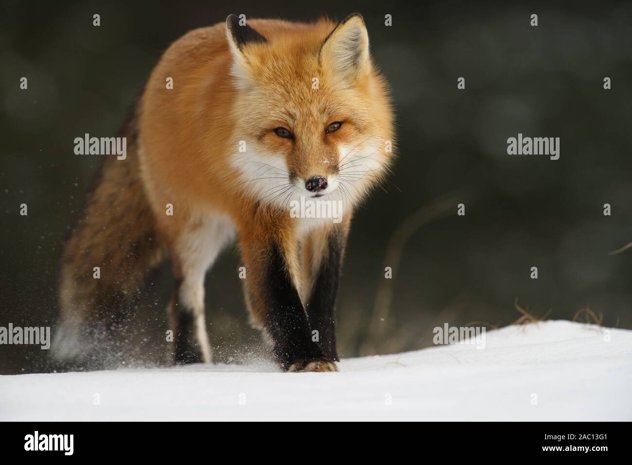 Red Fox in snow Stock Photo - Alamy