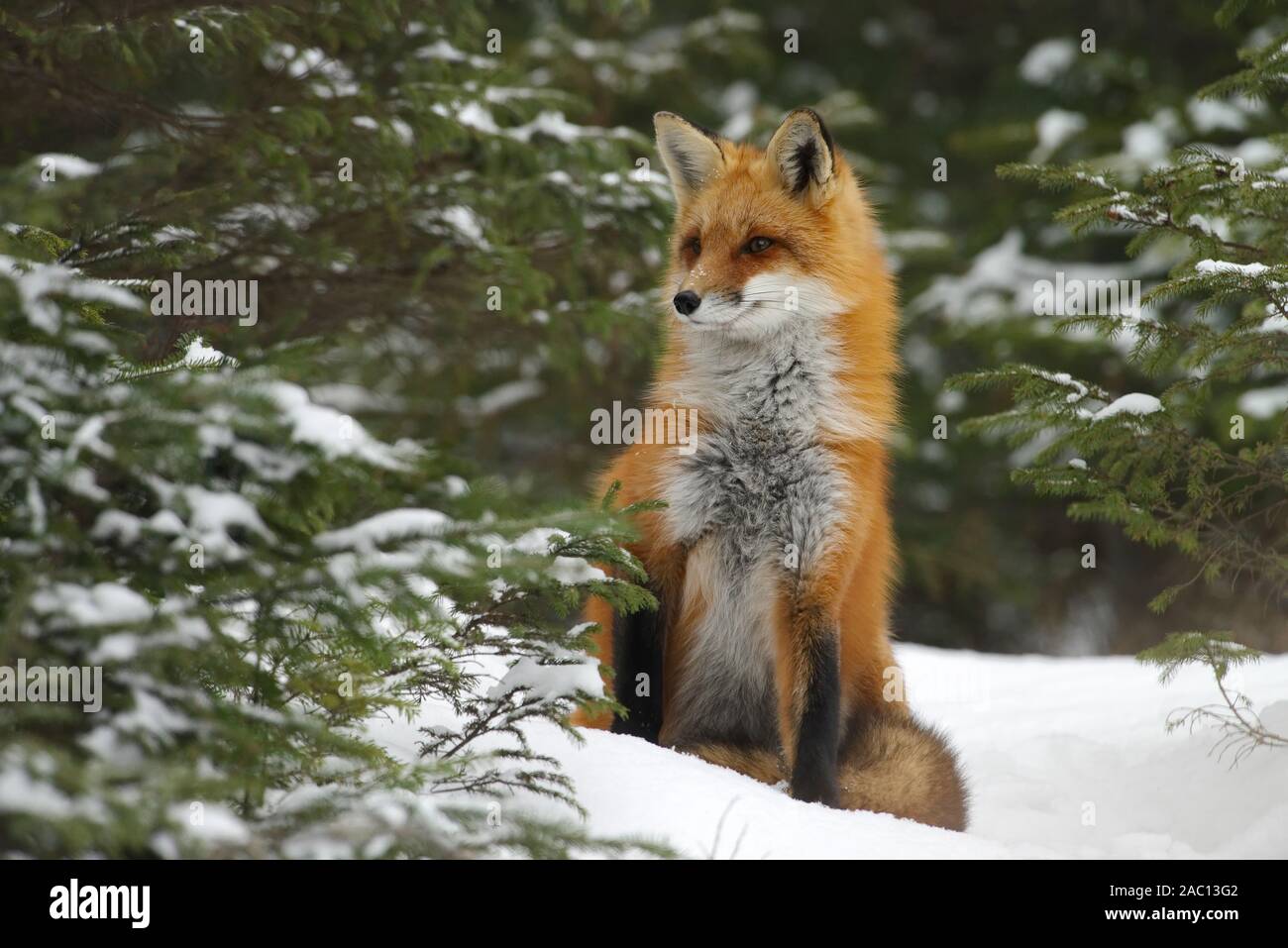 Red Fox in snow Stock Photo - Alamy