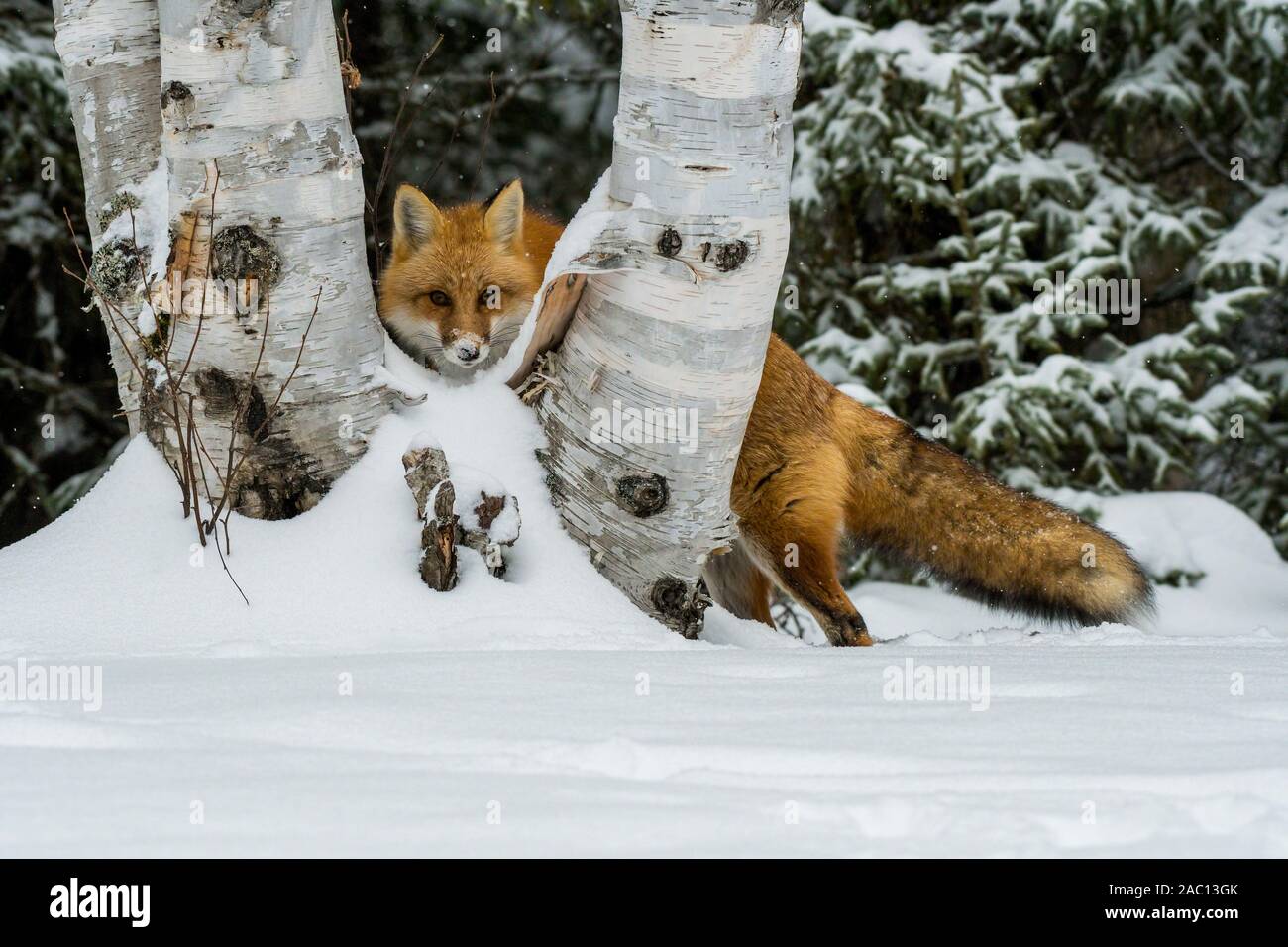 Fox standing hi-res stock photography and images - Alamy