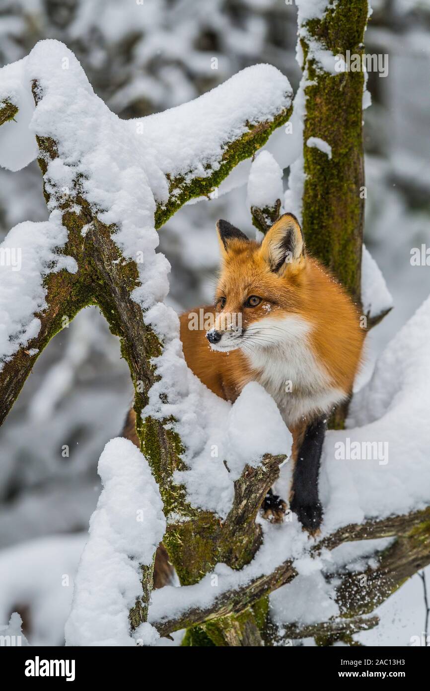 Red fox ontario animal hi-res stock photography and images - Alamy