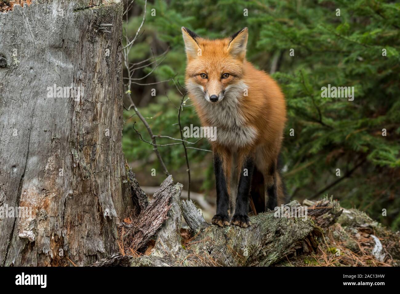 Fox standing hi-res stock photography and images - Alamy