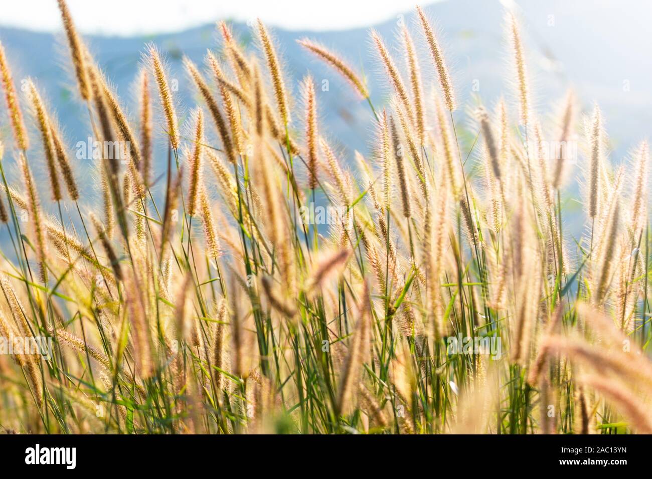 Flower grass have sun was shining evening. Grass of the wind Stock ...