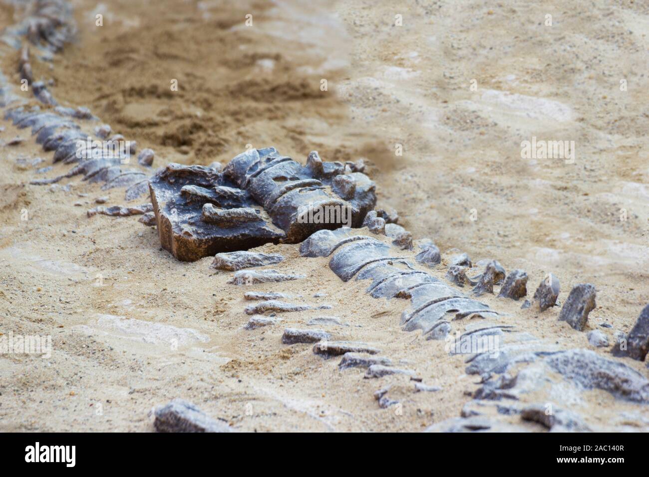 replica dinosaur fossil on the sand ground for learning about ...