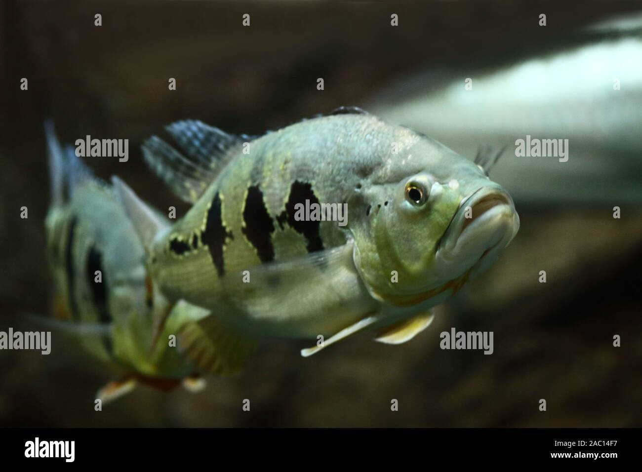 blue peacock bass swimming in the aquarium in the zoo Stock Photo - Alamy