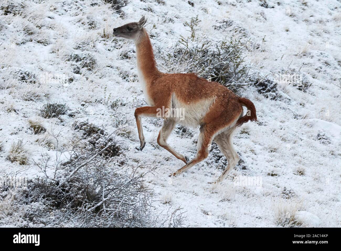 Guanaco (Llama guanicoe) running uphill in snow, Torres del Paine ...