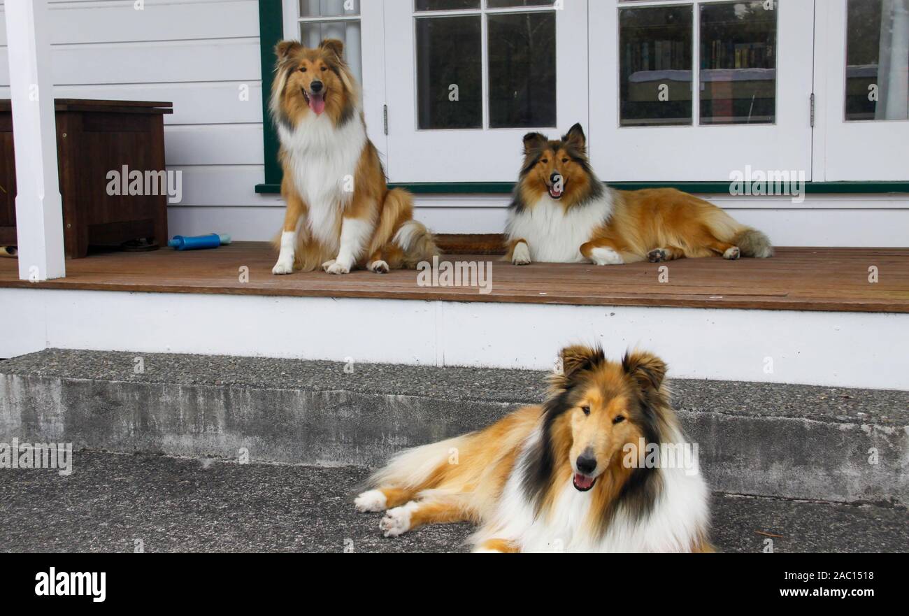 Rough collies hi-res stock photography and images - Alamy