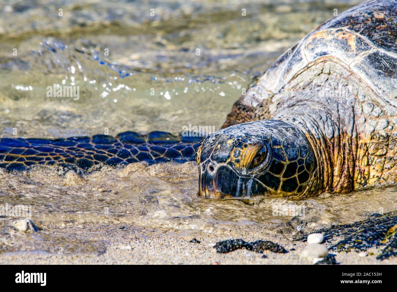 Sea turtle head close up hi-res stock photography and images - Alamy