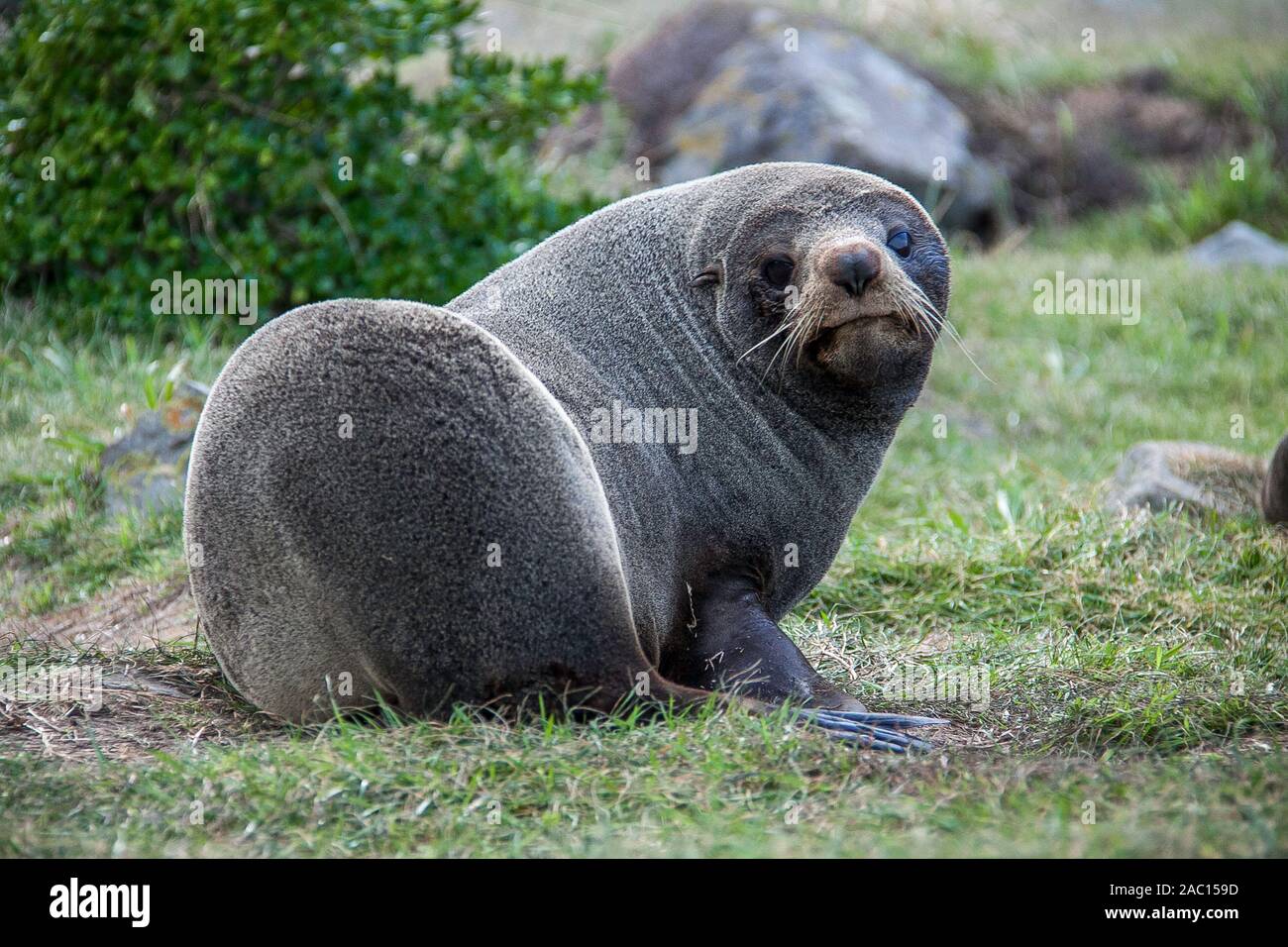 Inquisitive cheeky new zealand wild native fur seal keeping his eye on ...