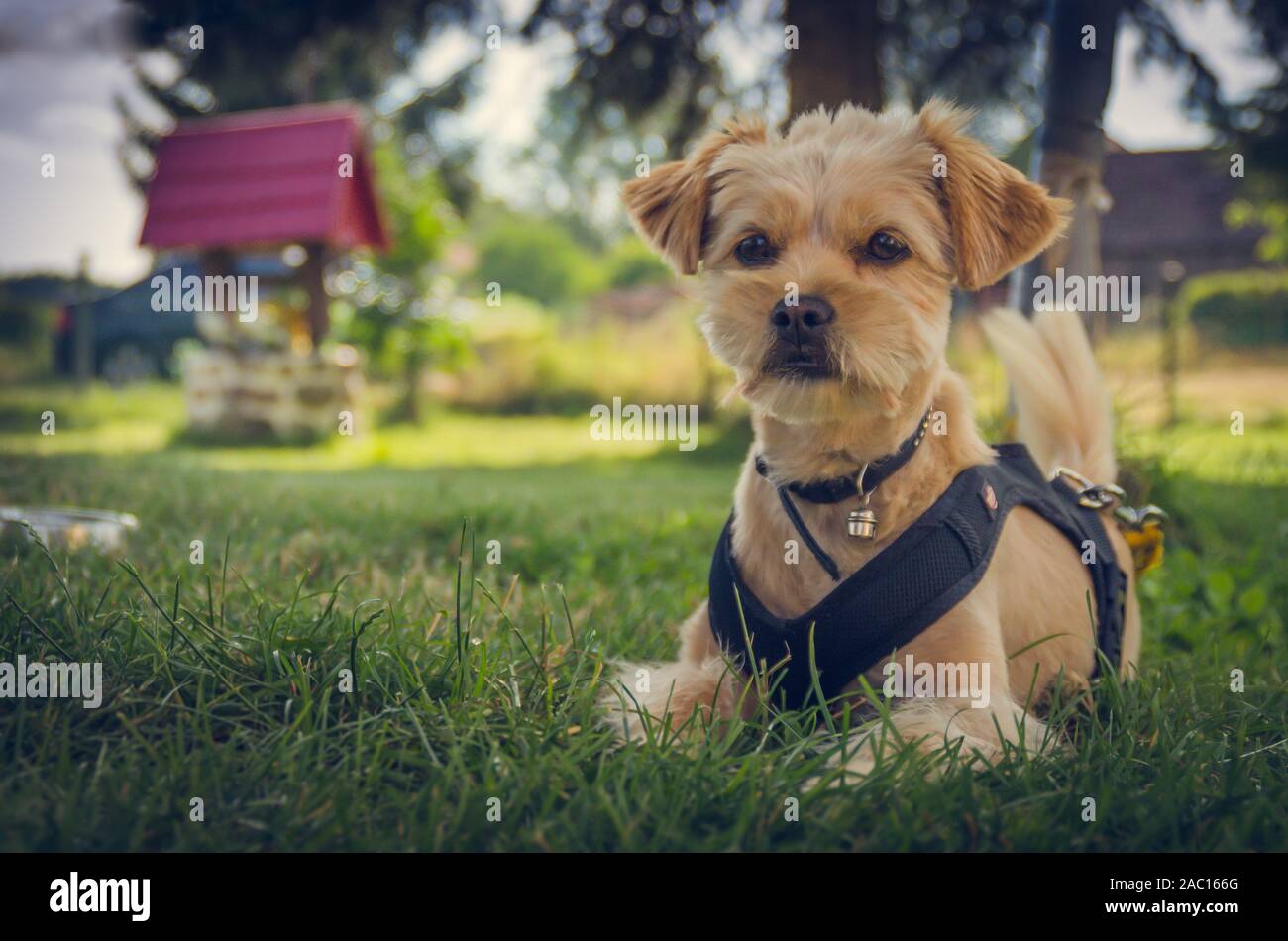 Small beige mixed breed dog with a bell on the neck. A well on a ...