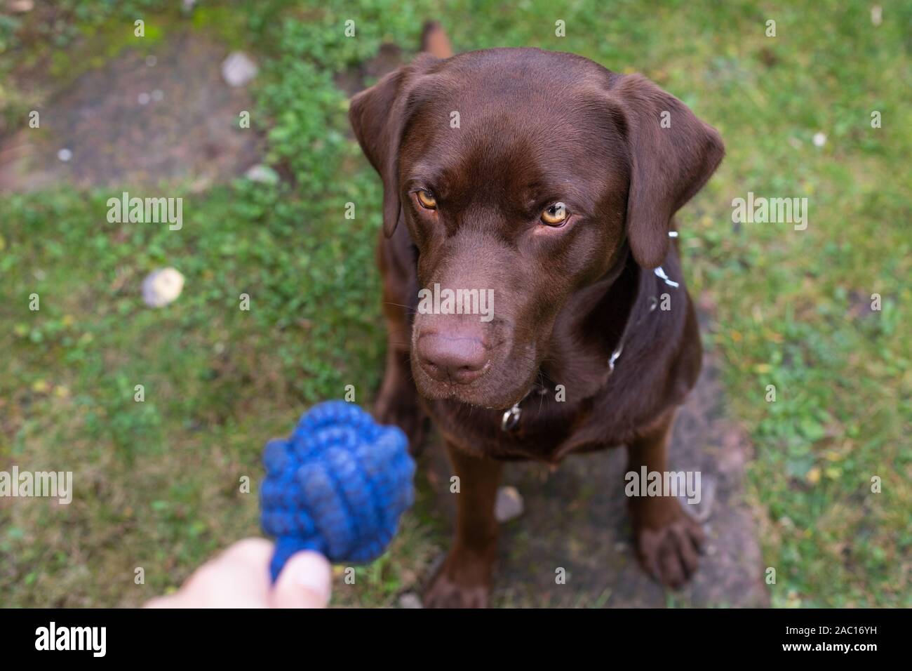 Adorable brown labrador relaxing in the garden Stock Photo - Alamy