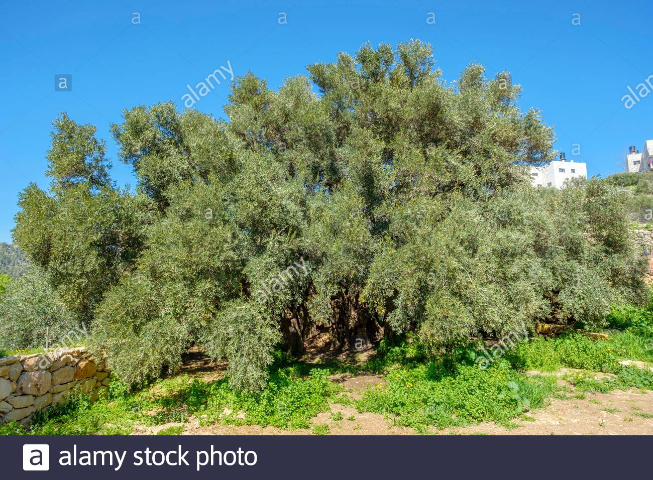 Badawi High Resolution Stock Photography and Images - Alamy