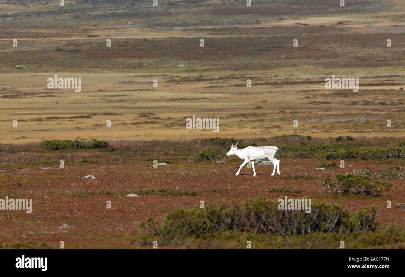 View of down land, mountains and a lonely reindeer in the terrain Stock ...