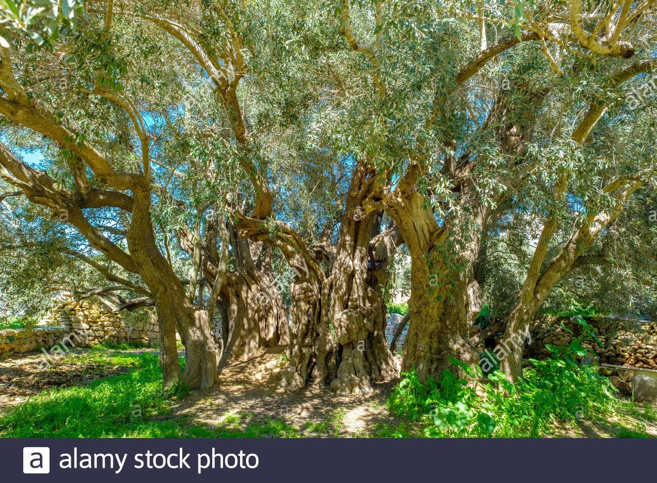 Badawi High Resolution Stock Photography and Images - Alamy