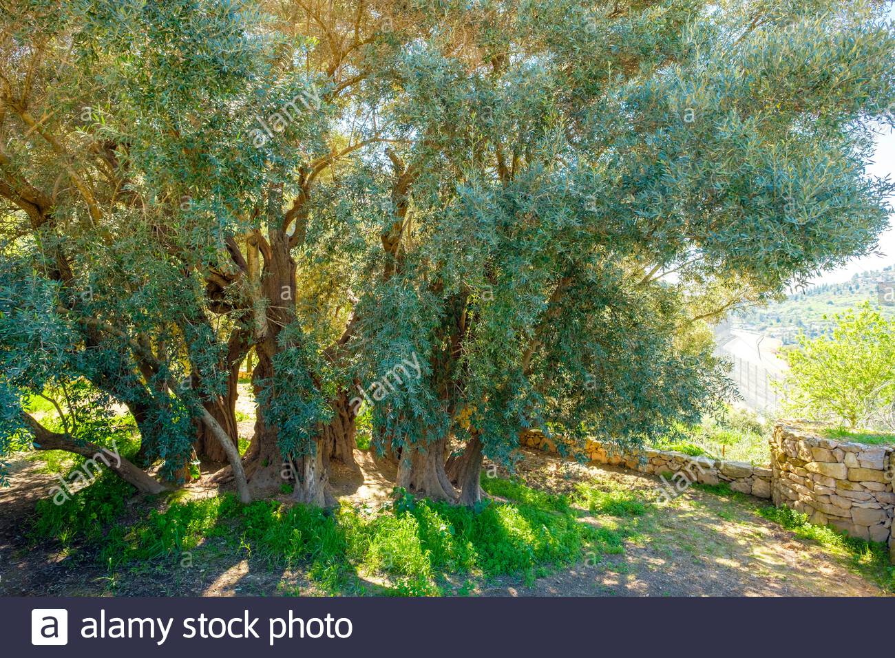 Olive Tree Israel High Resolution Stock Photography and Images - Alamy