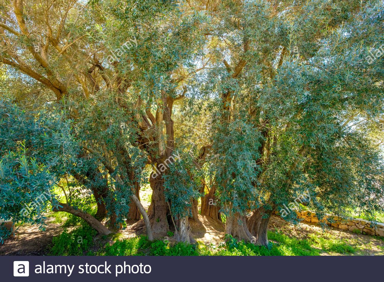 Palestinian Territories Stock Photos & Palestinian Territories Stock ...