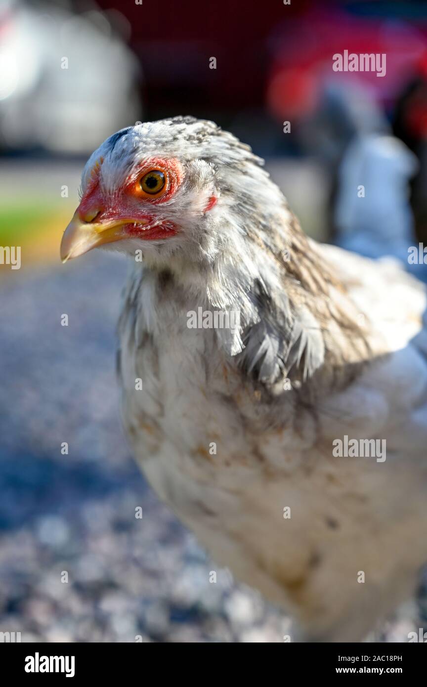 young hen looking in to the lens Stock Photo - Alamy