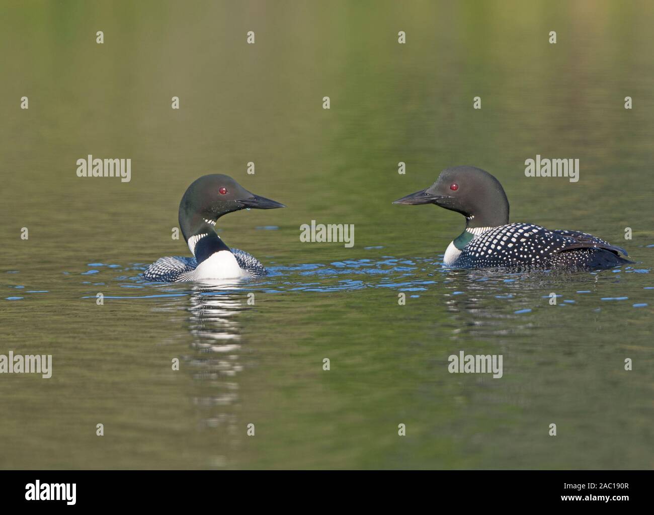 Great northern loons hi-res stock photography and images - Alamy