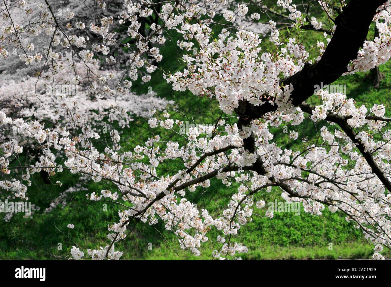 Cherry blossoms blooming in spring in Japan Stock Photo - Alamy