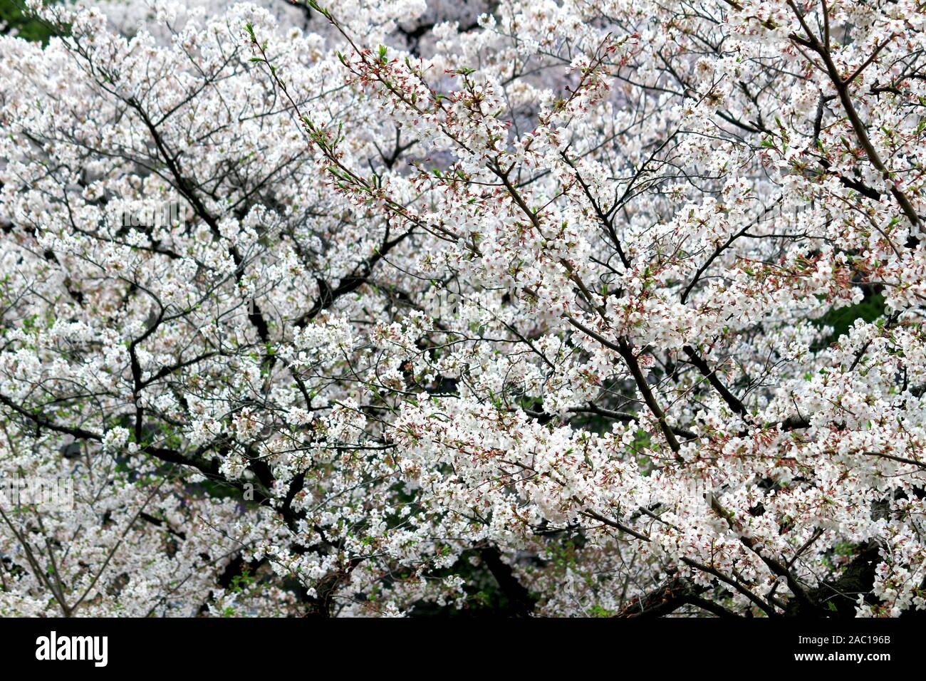 Cherry blossoms blooming in spring in Japan Stock Photo - Alamy