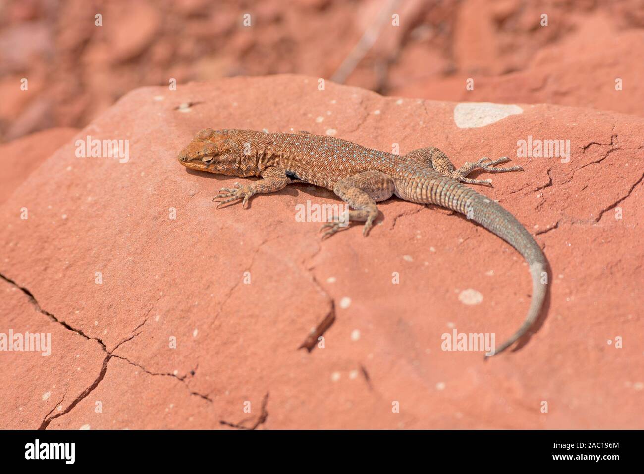Common Side-Blotched Lizard in the Desert near Lees Ferry in the Glen ...