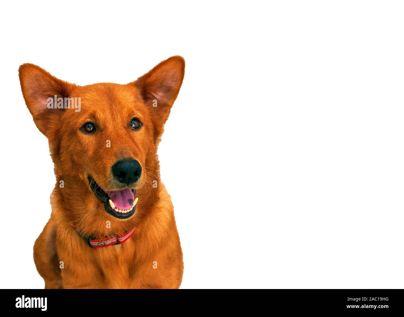 Dog with green background hi-res stock photography and images - Alamy