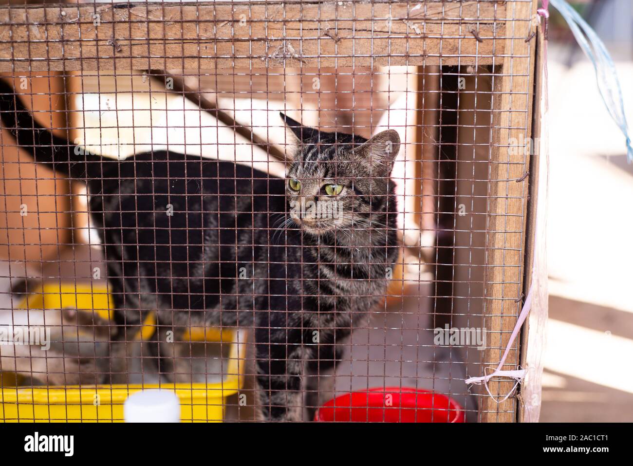 cat inside the cage Stock Photo - Alamy