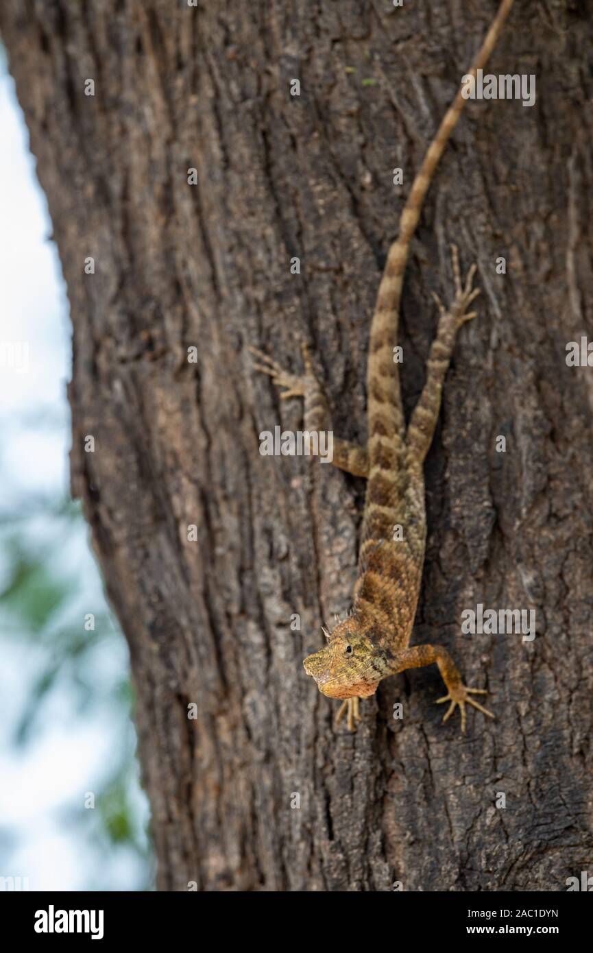 Common Garden Lizard or Oriental garden lizard or Calotes versicolor on ...