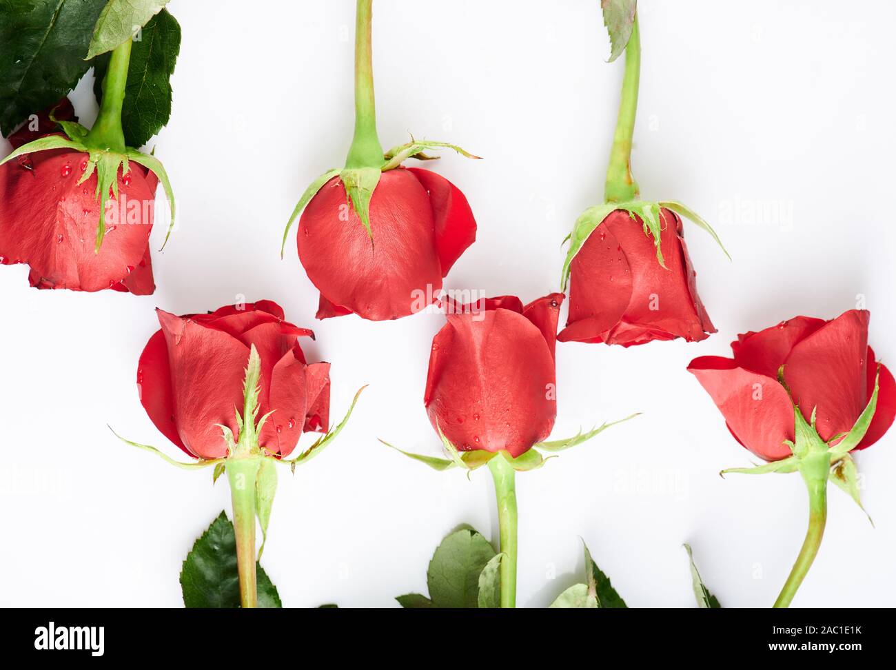 Group of red roses isolated on white background Stock Photo - Alamy