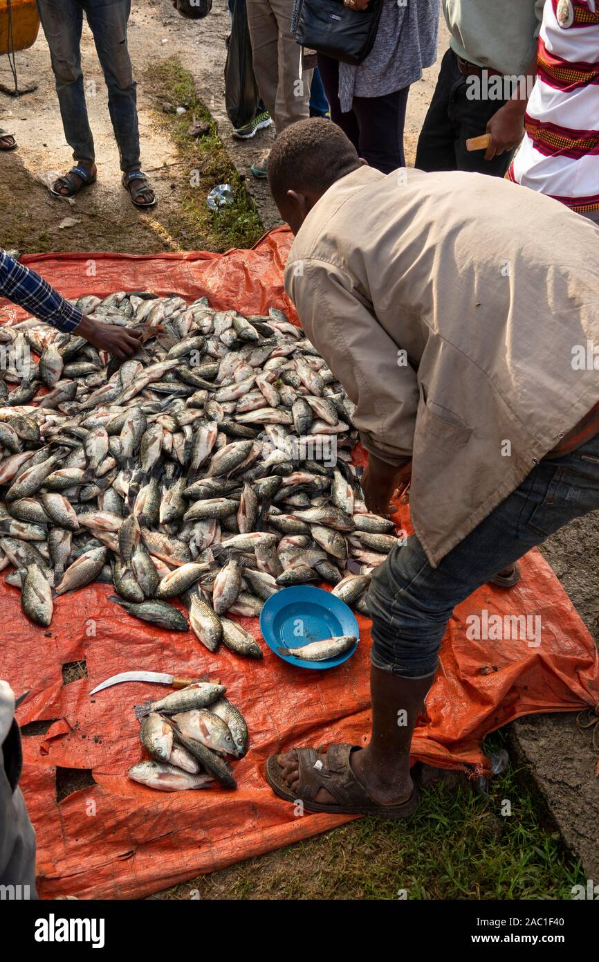 Ethiopia, Rift Valley, Hawassa, City Fish Market, man sorting freshly ...