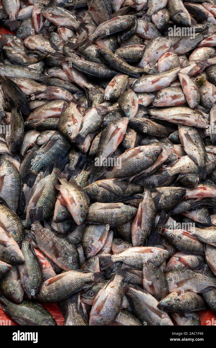 Fish market lake hawassa hawassa hi-res stock photography and images ...