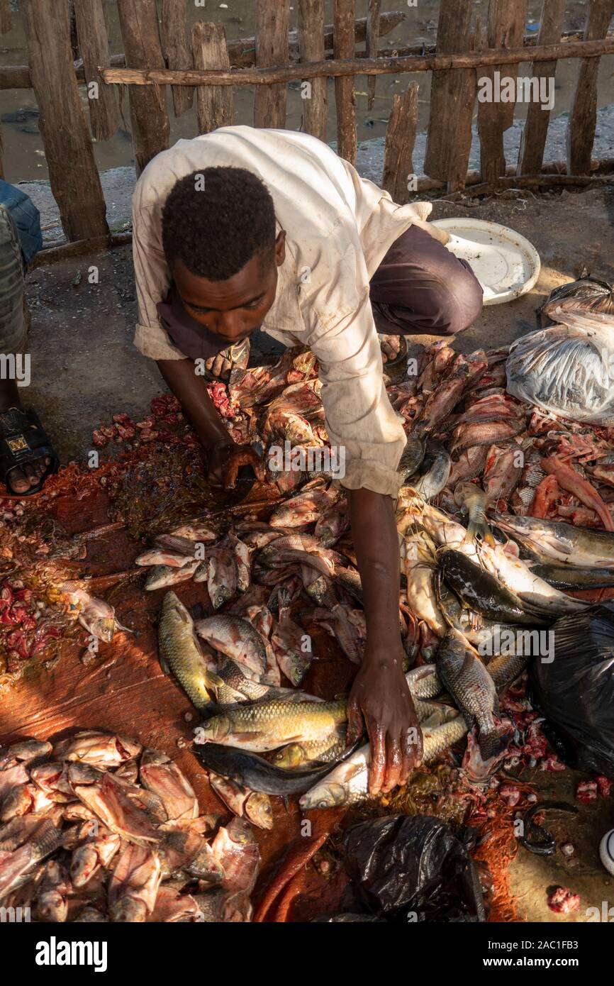 Ethiopia, Rift Valley, Hawassa, City Fish Market, worker gutting fish ...