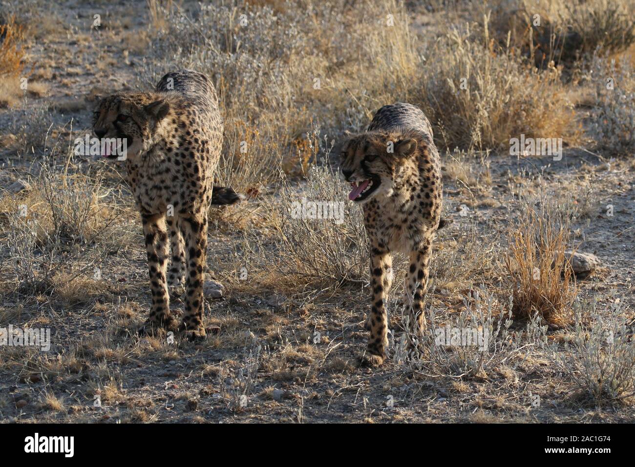 Beautiful cheetahs in the bush of Namibia Stock Photo - Alamy