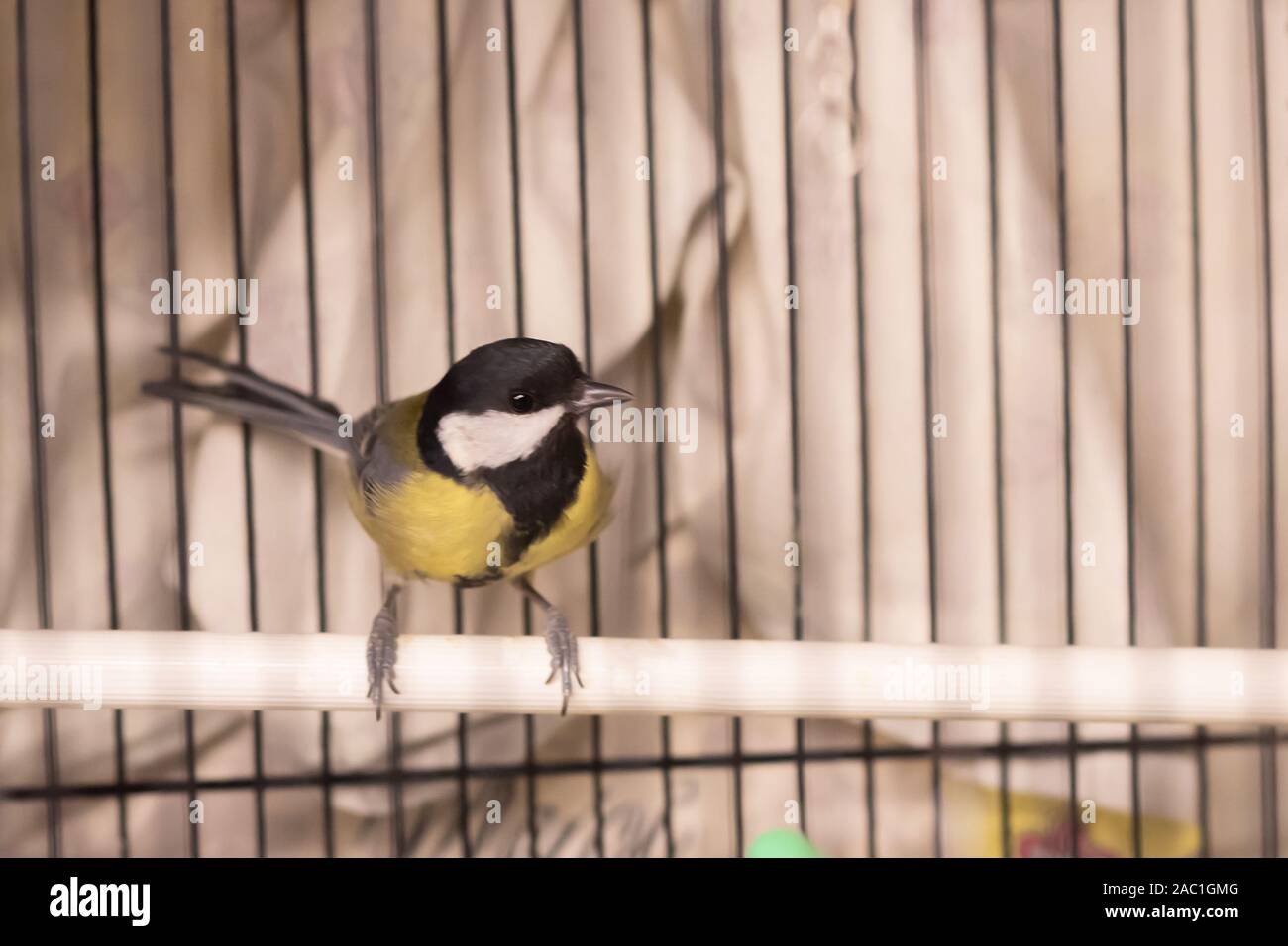 A bird in a cage, a captive bird that should be free Stock Photo - Alamy