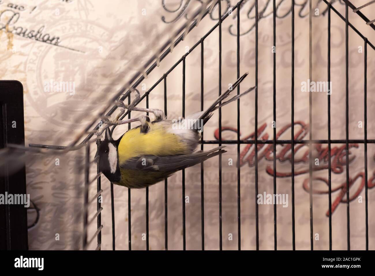 A titmouse in a cage, a captive bird, plays and crawls upside down ...