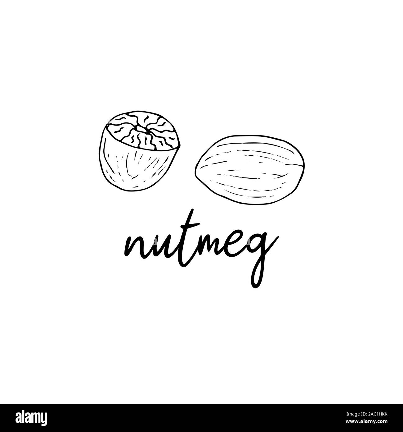 Nutmeg spice in the style of doodle. Isolated food illustration with ...