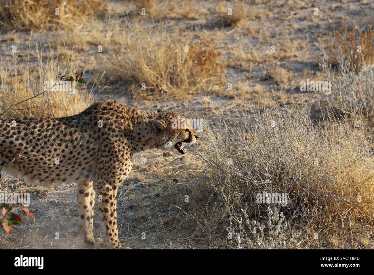 Beautiful cheetah in the bush of Namibia Stock Photo - Alamy