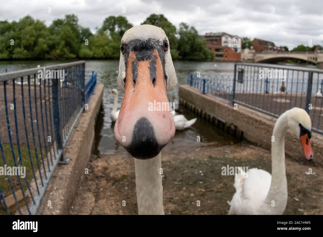 Mute swan thames flying hi-res stock photography and images - Alamy