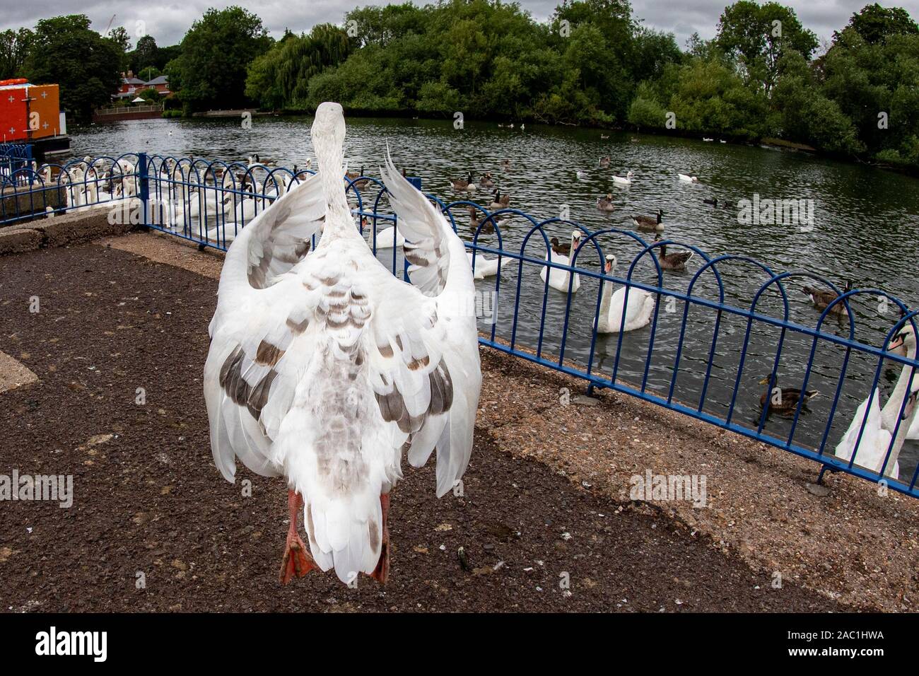 Mute swan thames flying hi-res stock photography and images - Alamy