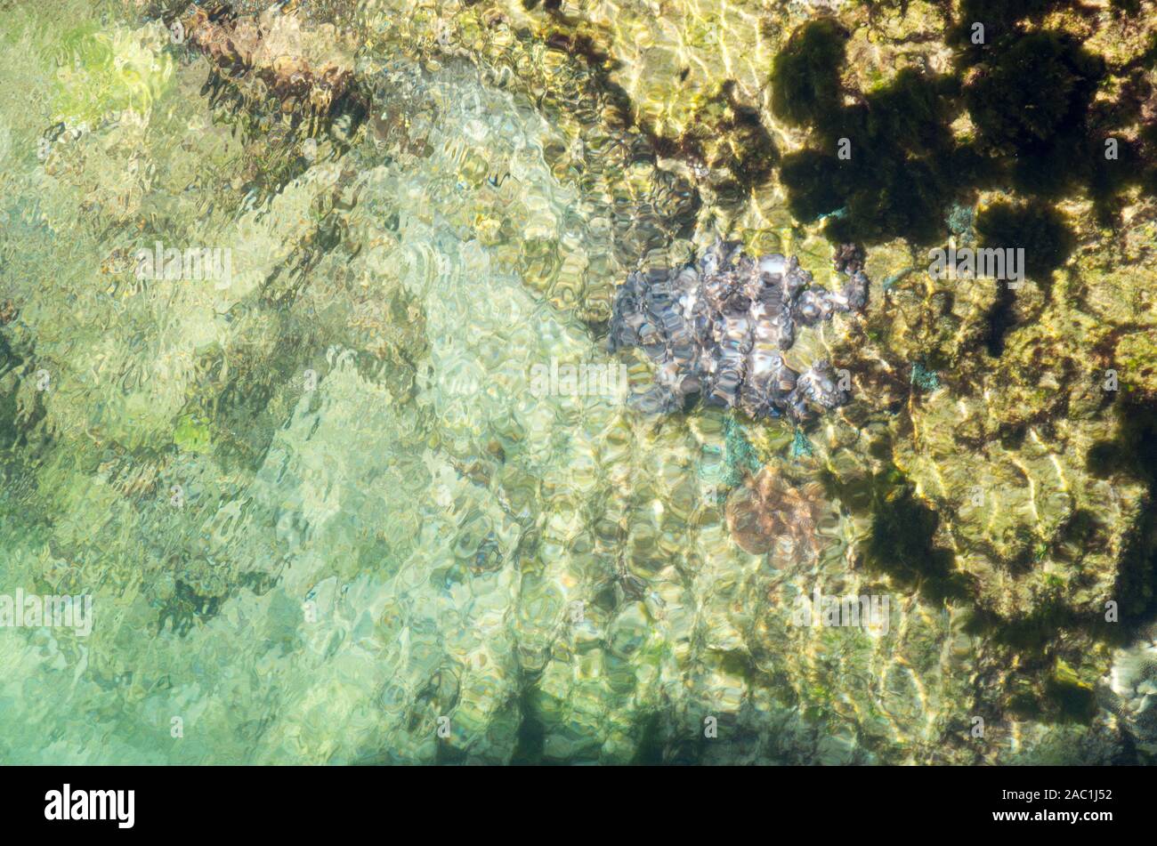 Underwater cliff deep hi-res stock photography and images - Alamy