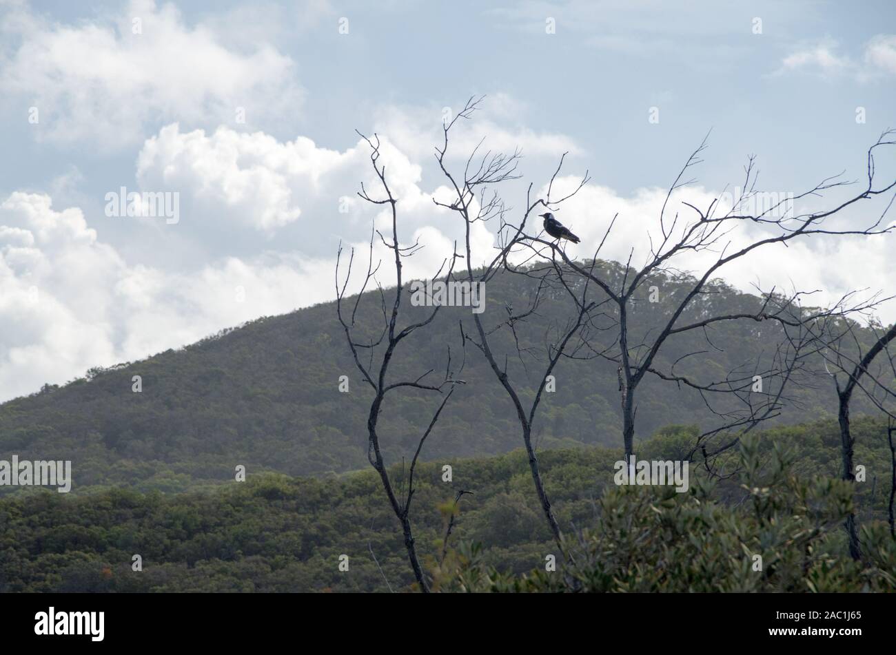 Australian magpie season hi-res stock photography and images - Alamy