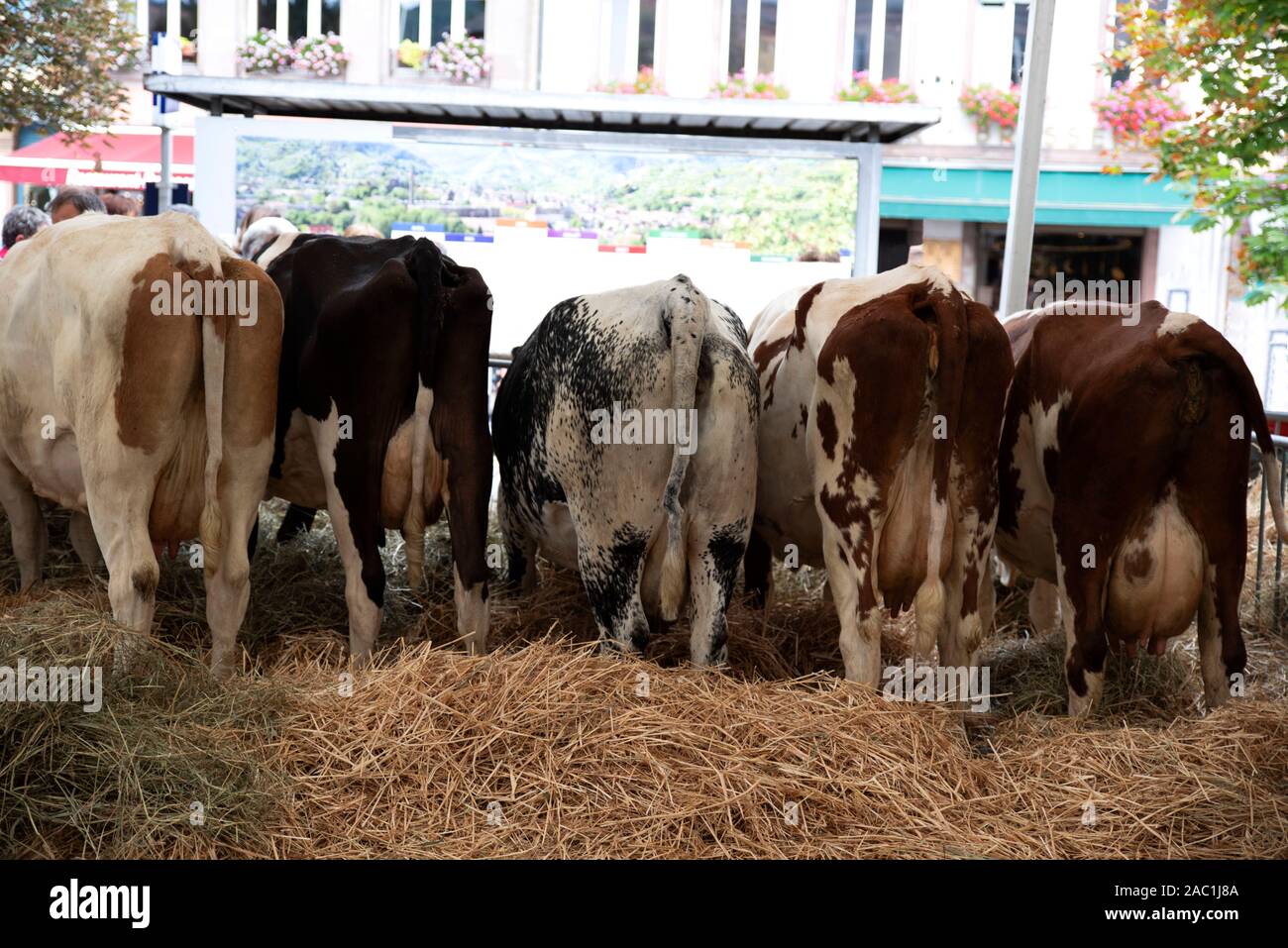 Five cows hi-res stock photography and images - Alamy