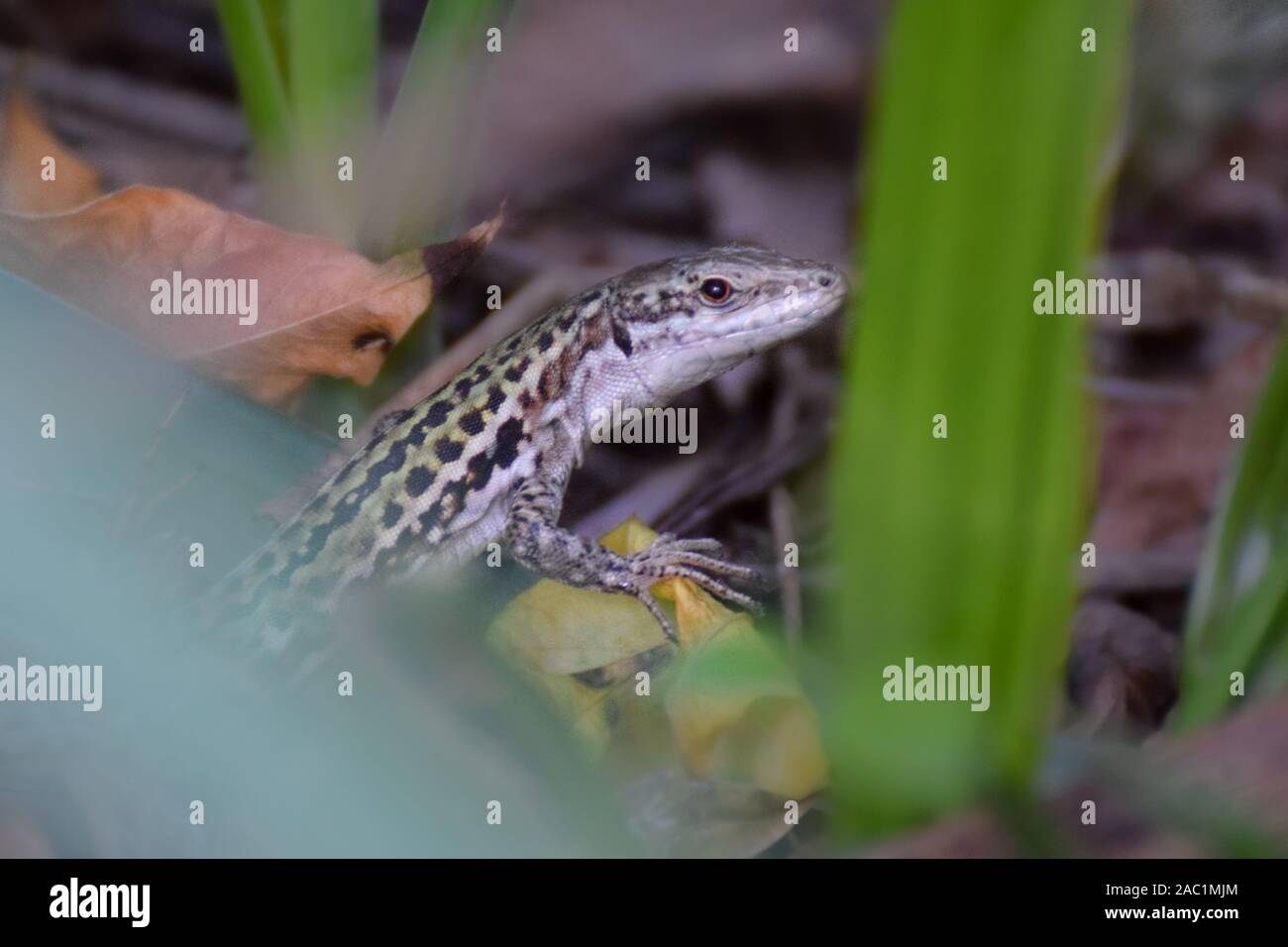 Lizard close up in Sicily, Italy Stock Photo - Alamy