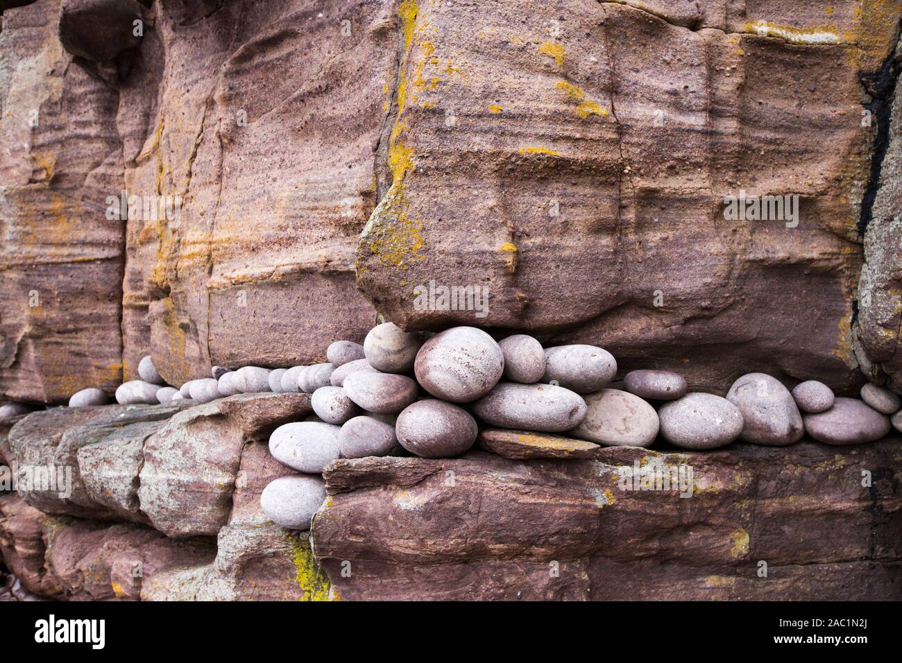 Sandstone pebbles jammed into a ledge on the sea cliffs at Redpoint ...