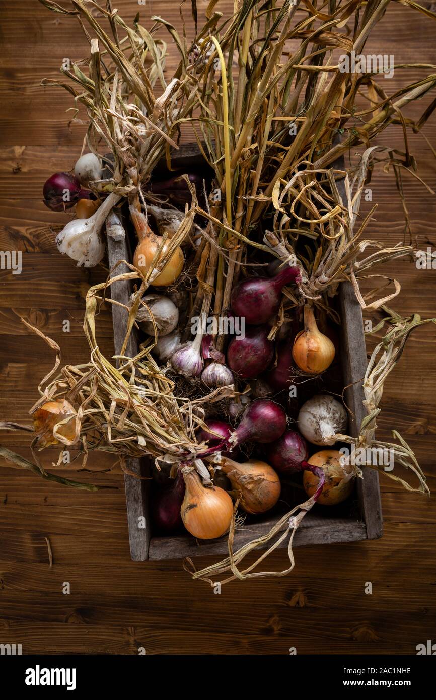 Autumn harvest of roots top view Stock Photo - Alamy