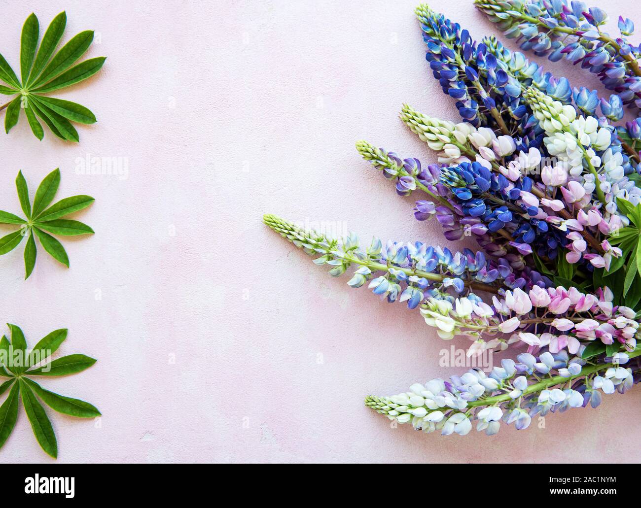 Pink and purple lupine flowers border on a pink concrete background ...